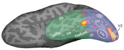 Figure 1.3 from Ventral occipito-temporal cortex function and ...