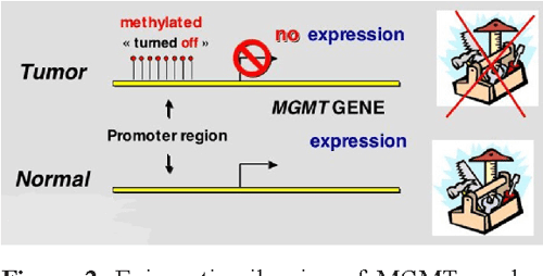 Figure 2 From Glioblastoma And The Significance Of Mgmt Gene