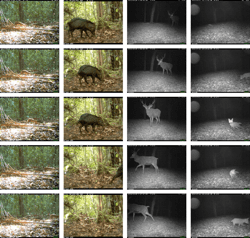 Towards real-time object detection on edge with deep neural networks ...