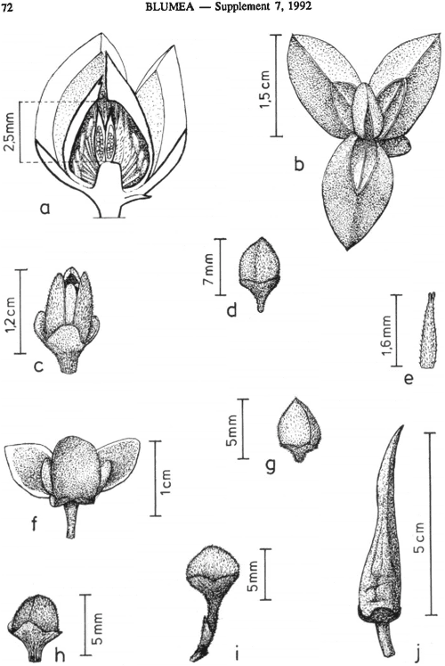 Figure 2 from Flowers of annonaceae: Morphology, classification, and ...