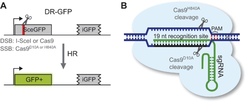 Table 1 from Assaying break and nick-induced homologous recombination ...
