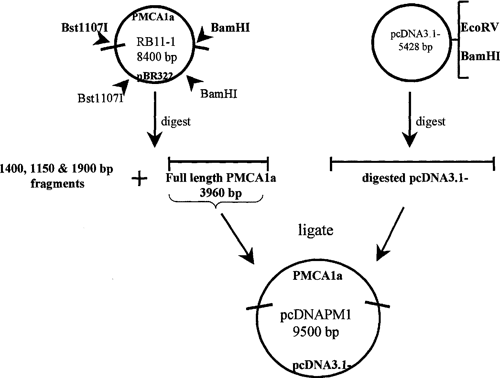 Figure 1 from MECHANISM OF ACTION OF CALOXIN MECHANISM OF ACTION OF ...