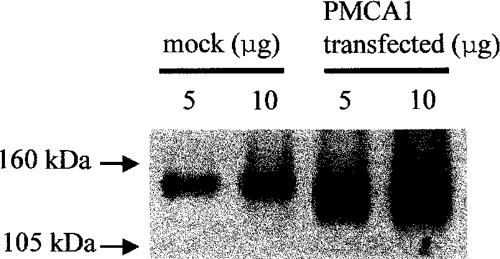 Figure 1 from MECHANISM OF ACTION OF CALOXIN MECHANISM OF ACTION OF ...
