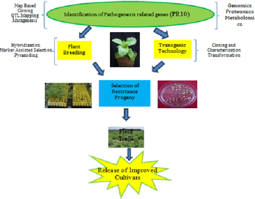 Table 1 from The Pathogenesis Related Class 10 proteins in Plant ...
