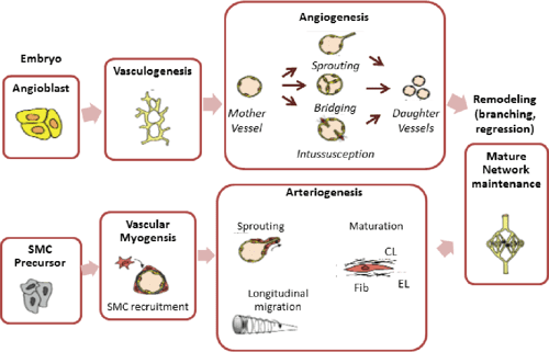 Figure 1.1 from Design of Endothelial Progenitor Cellular Constructs ...