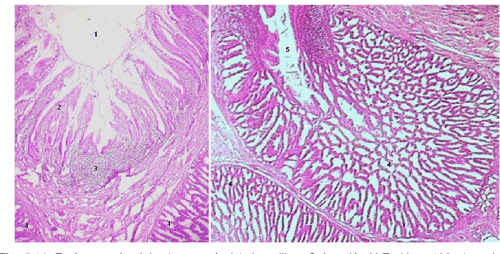 [PDF] Histología de las aves | Semantic Scholar