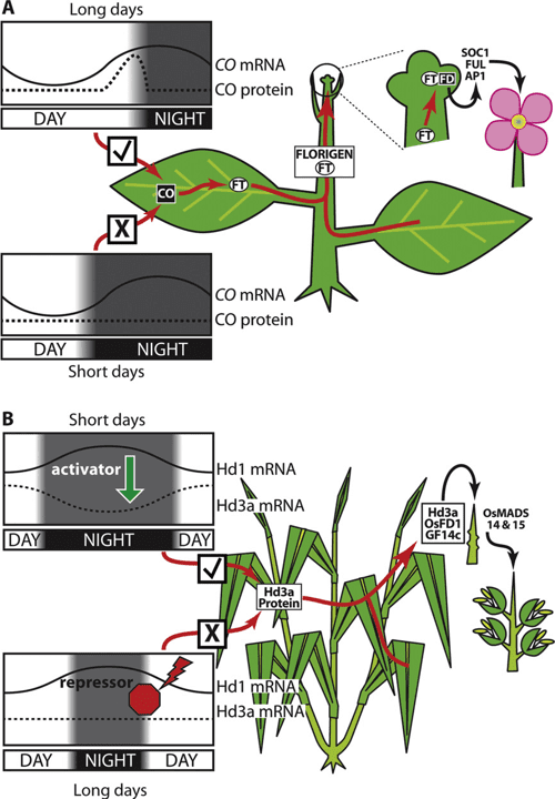 Figure 2 from Manipulating plant architecture with members of the CETS ...