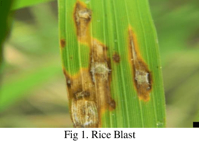 Figure 2 from Paddy Crop Disease Detection using Machine Learning ...