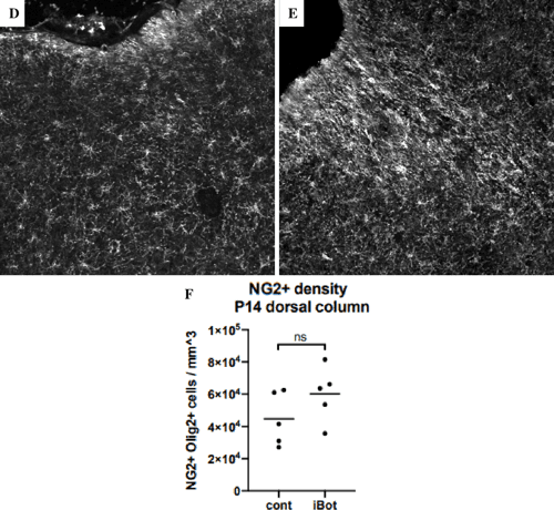The Necessity of Vesicle-Associated Membrane Protein Expression by NG2 ...