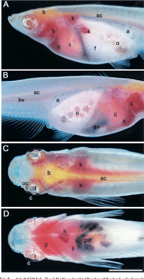 Figure 1 from The see-through medaka: A fish model that is transparent ...