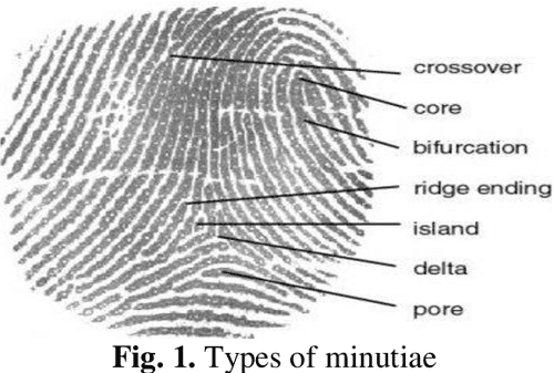 [PDF] Implementation of Minutiae Based Fingerprint Identification ...
