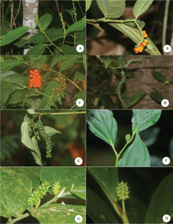 Figure 1 from A synopsis of Thai Piper (Piperaceae) | Semantic Scholar