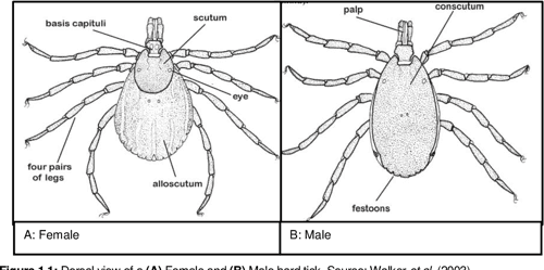 The distribution of Rhipicephalus (Boophilus) microplus and ...