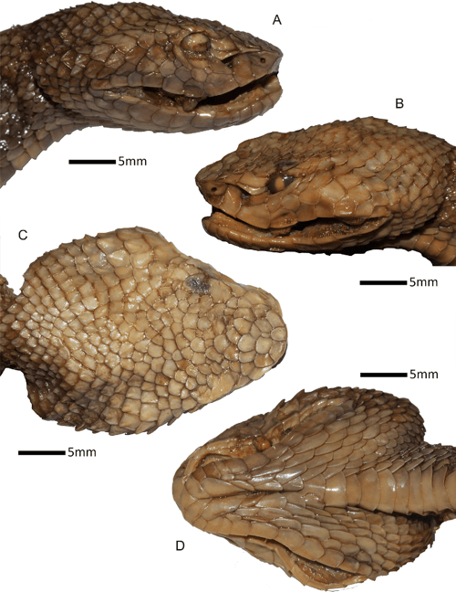 Figure 10 from Resolving pitfalls in pit viper systematics – A multi ...