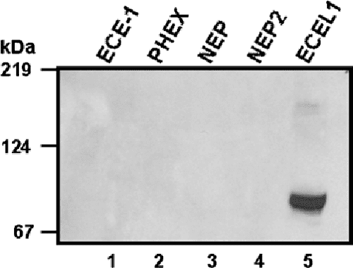 Figure 3 from Endothelin-converting enzyme-like 1 (ECEL1) is present ...