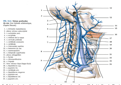 Figure 5 from Variations anatomiques de la vascularisation veineuse de ...